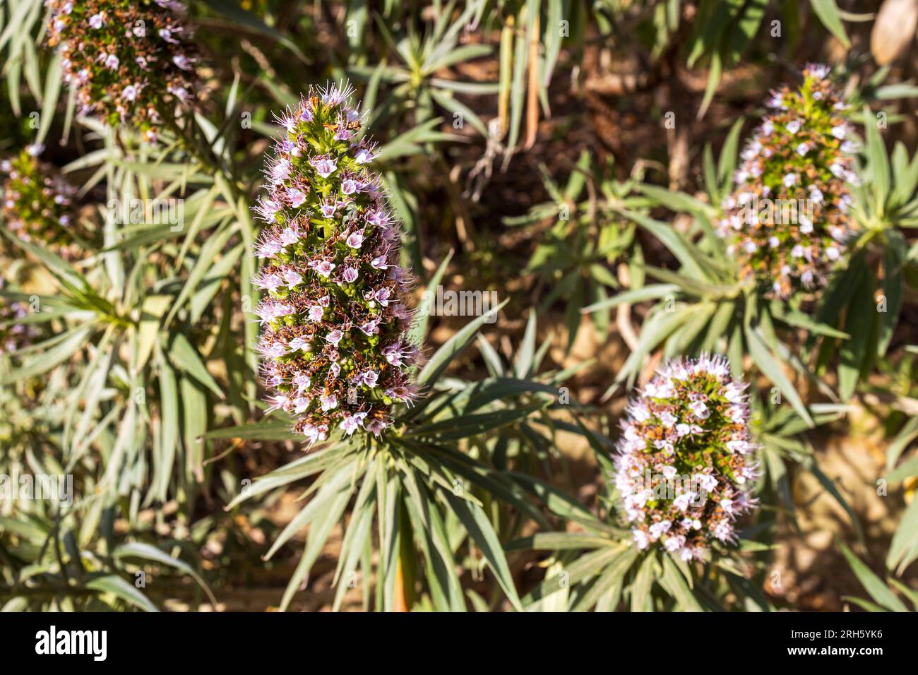 Echium candicans, the Pride of Madeira, is a species of flowering plant ...