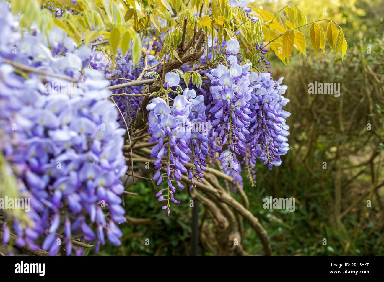 Flowering Wisteria tree on house wall background in Germany. Natural ...