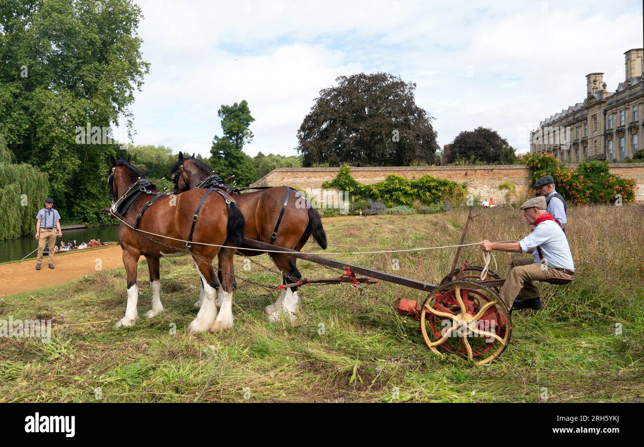 Shire horses Bryn and Cosmo are used to harvest the wildflower meadow ...