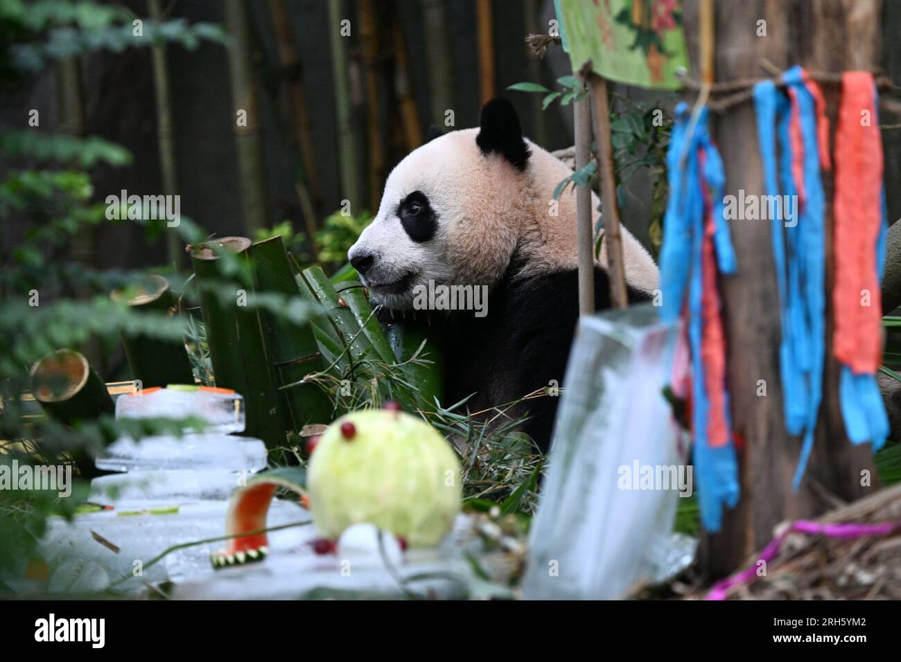 Singapore, Singapore's River Wonders. 14th Aug, 2023. Giant Panda Le Le ...