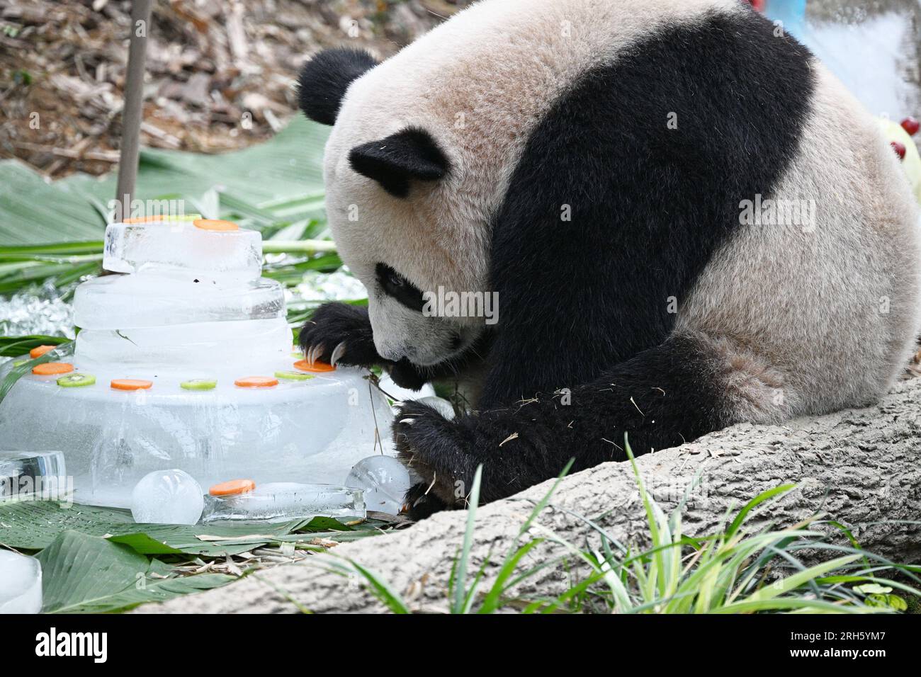 Singapore, Singapore's River Wonders. 14th Aug, 2023. Giant Panda Le Le ...