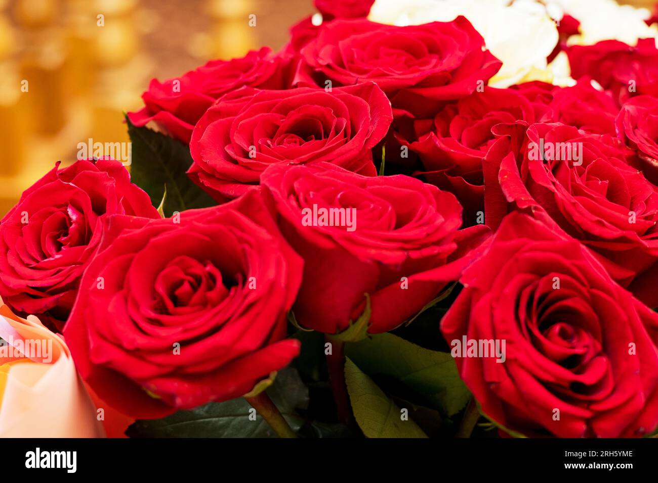 Fresh dark red roses close up texture background for St. Valentine's ...