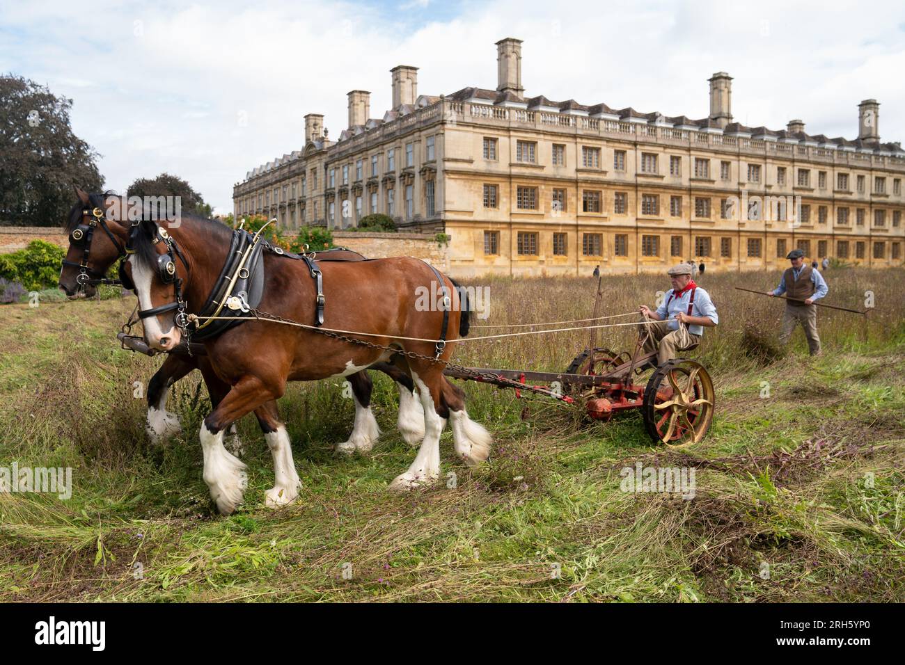 Shire horses Bryn and Cosmo are used to harvest the wildflower meadow ...
