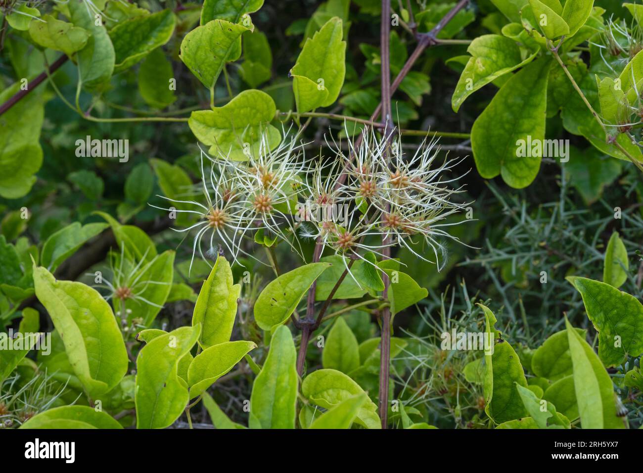 Closeup view of the silky and hairy fruits of clematis vitalba aka old ...