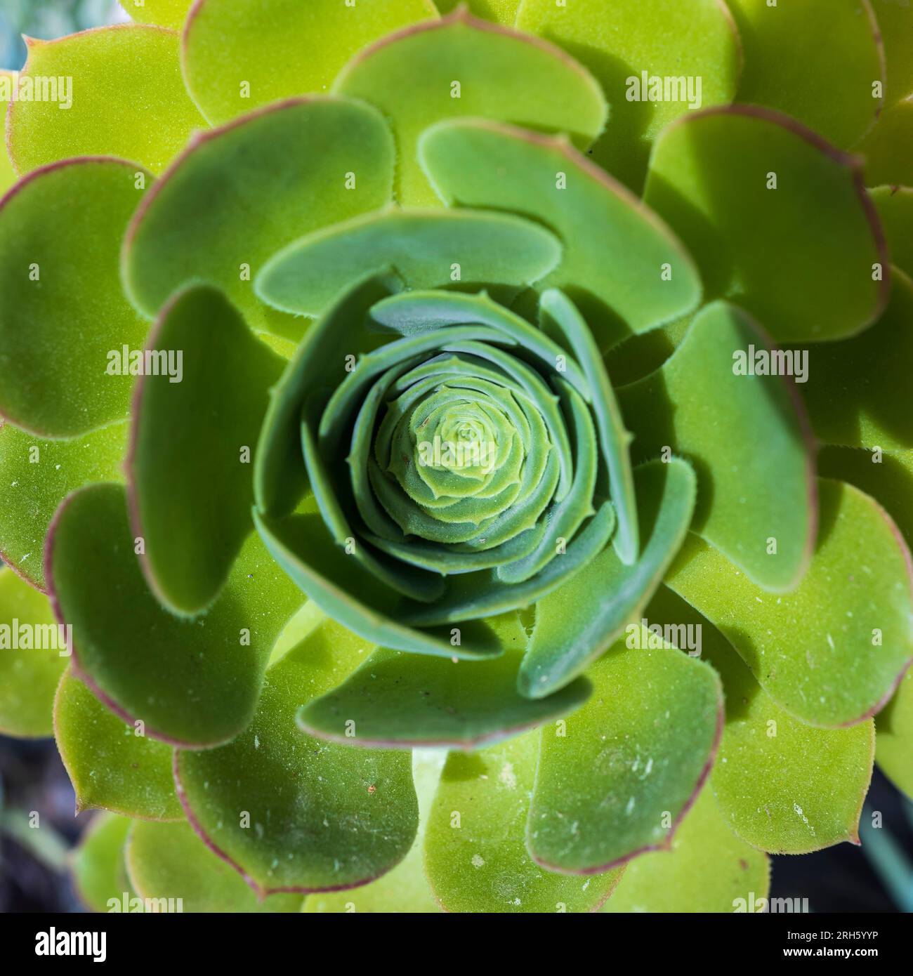 Aeonium arboreum zwartkops hi-res stock photography and images - Alamy