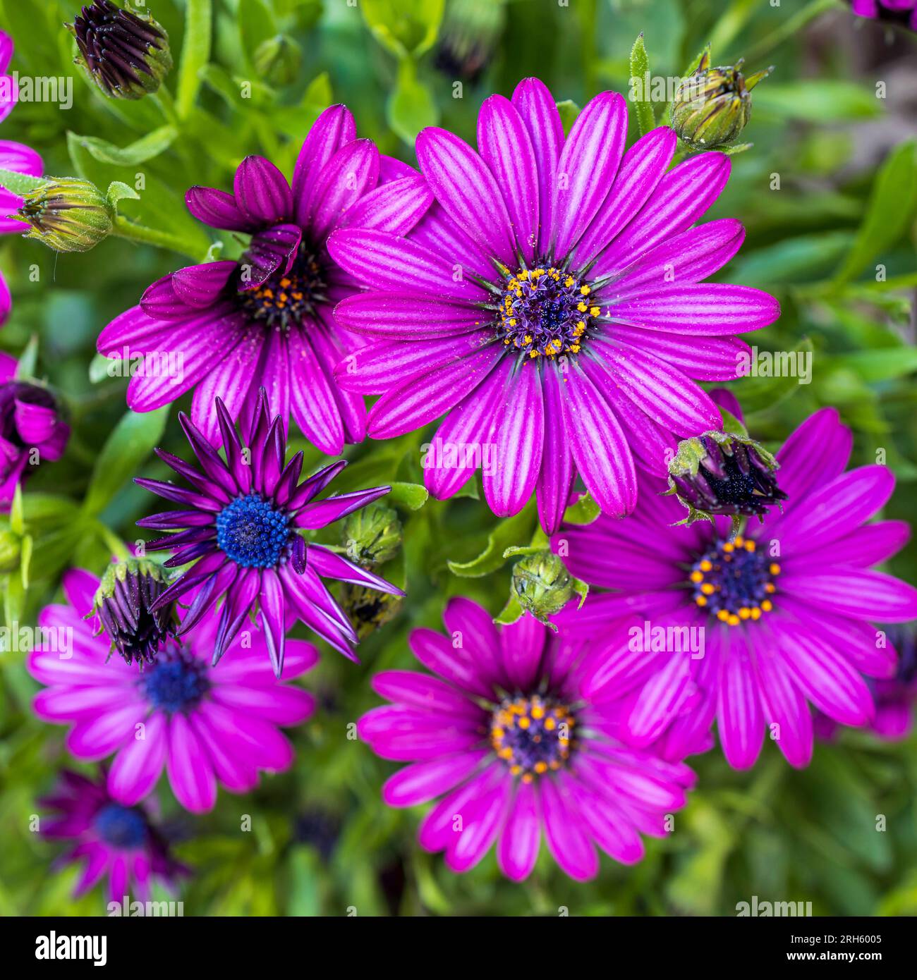 Dimorphotheca is a genus of plants in the family Asteraceae, native to ...