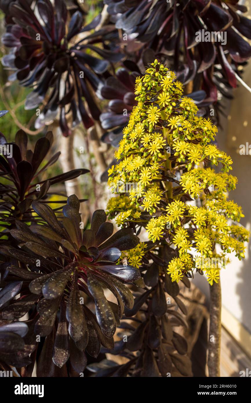 Aeonium arboreum zwartkops hi-res stock photography and images - Alamy