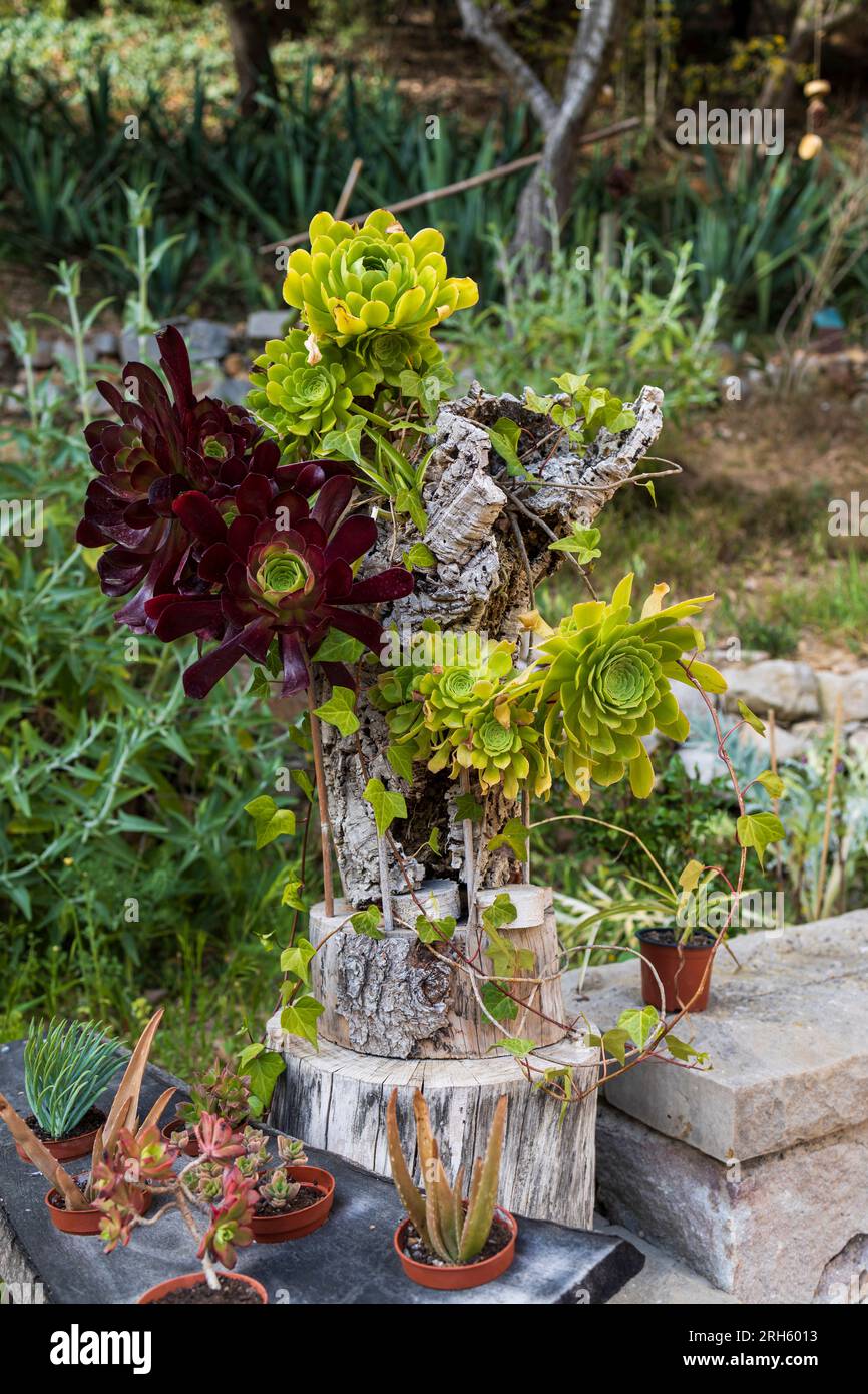 Aeonium arboreum, the tree aeonium, tree houseleek, or Irish rose, is a ...