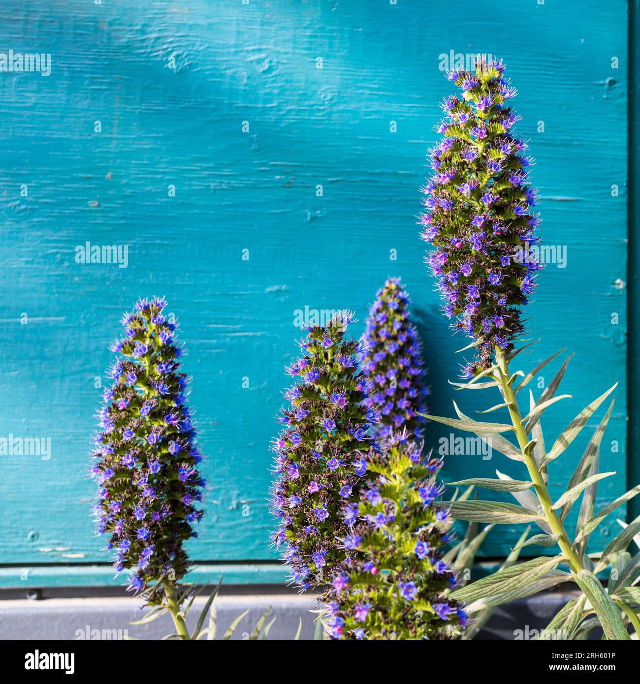 Echium candicans, the Pride of Madeira, is a species of flowering plant ...