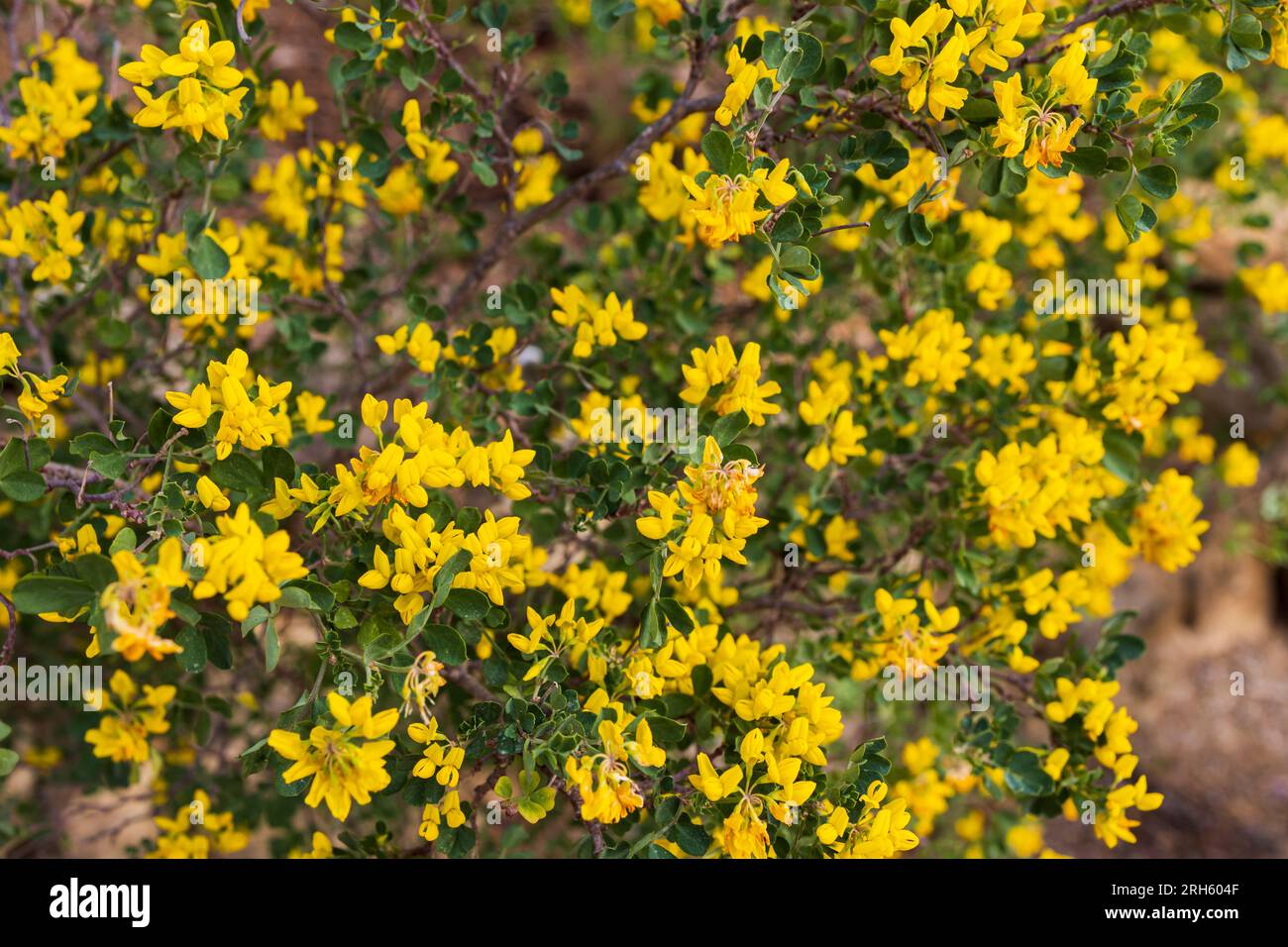 Coronilla valentina, shrubby scorpion-vetch, scorpion vetch or bastard ...