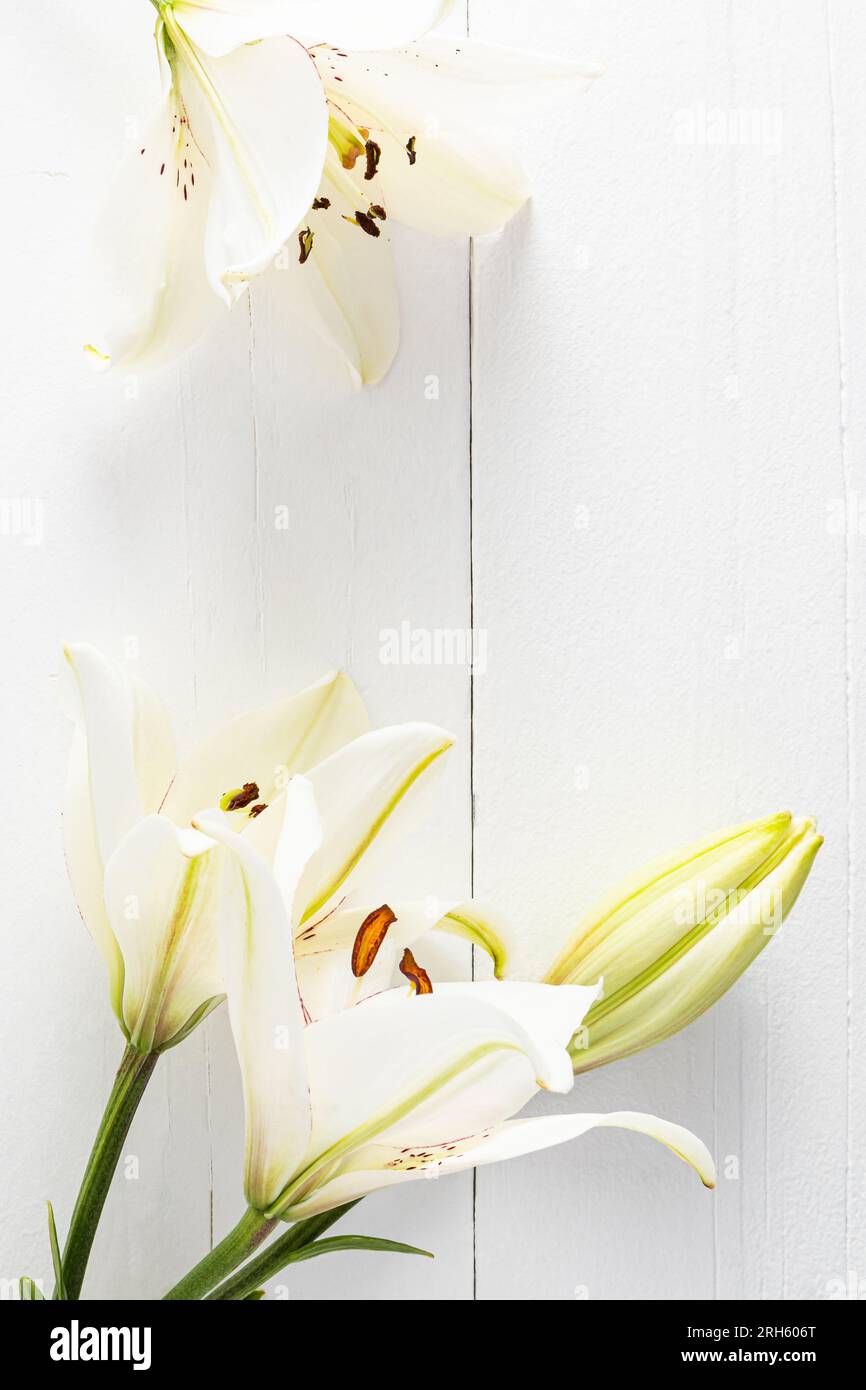 Beautiful white lilies on a white wooden background made of boards ...