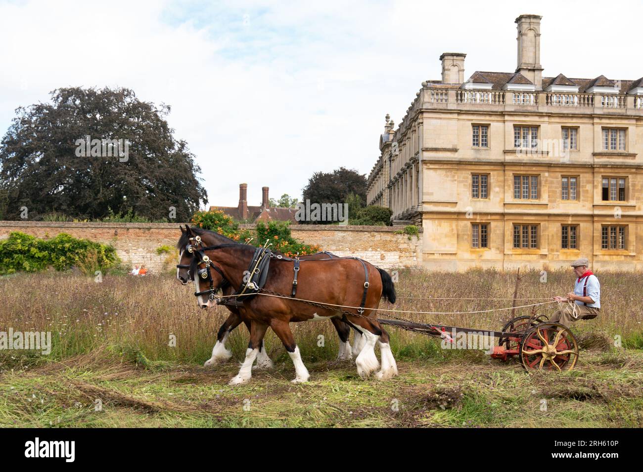 Shire horses Bryn and Cosmo are used to harvest the wildflower meadow ...