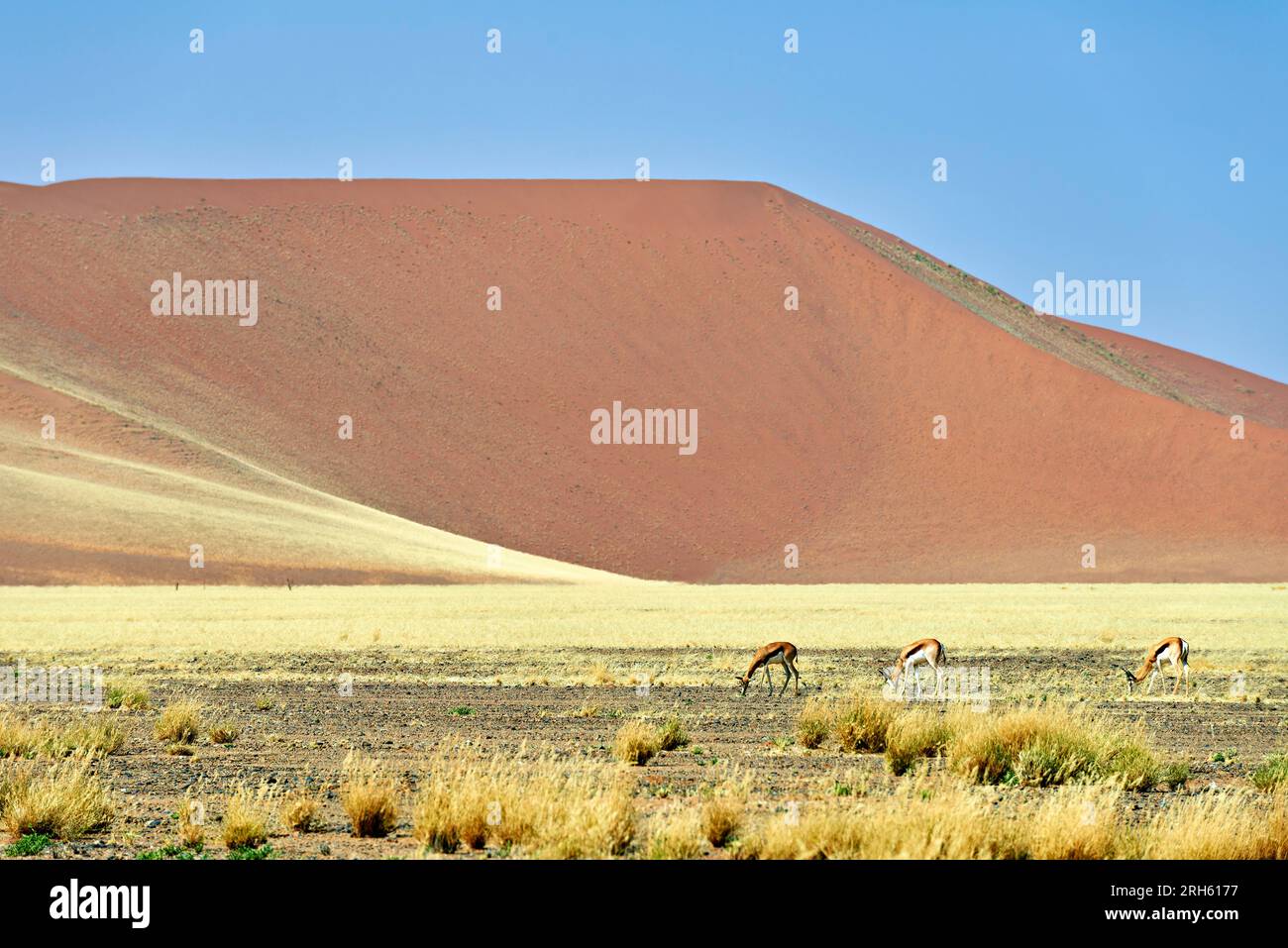 Namibia. Springboks antelope at Sossusvlei. Namib Naukluft National ...