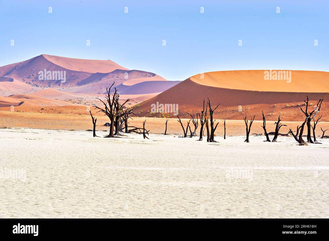 Dead Vlei. Namibia. A solitary ancient tree skeleton rises from the ...