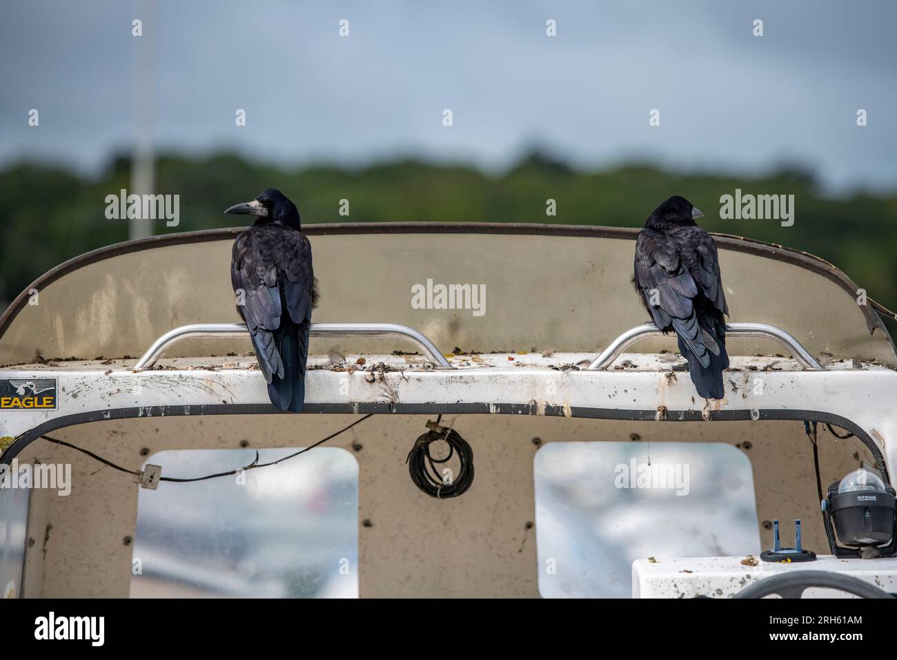two rooks or corvids sitting together looking opposite ways on an old ...