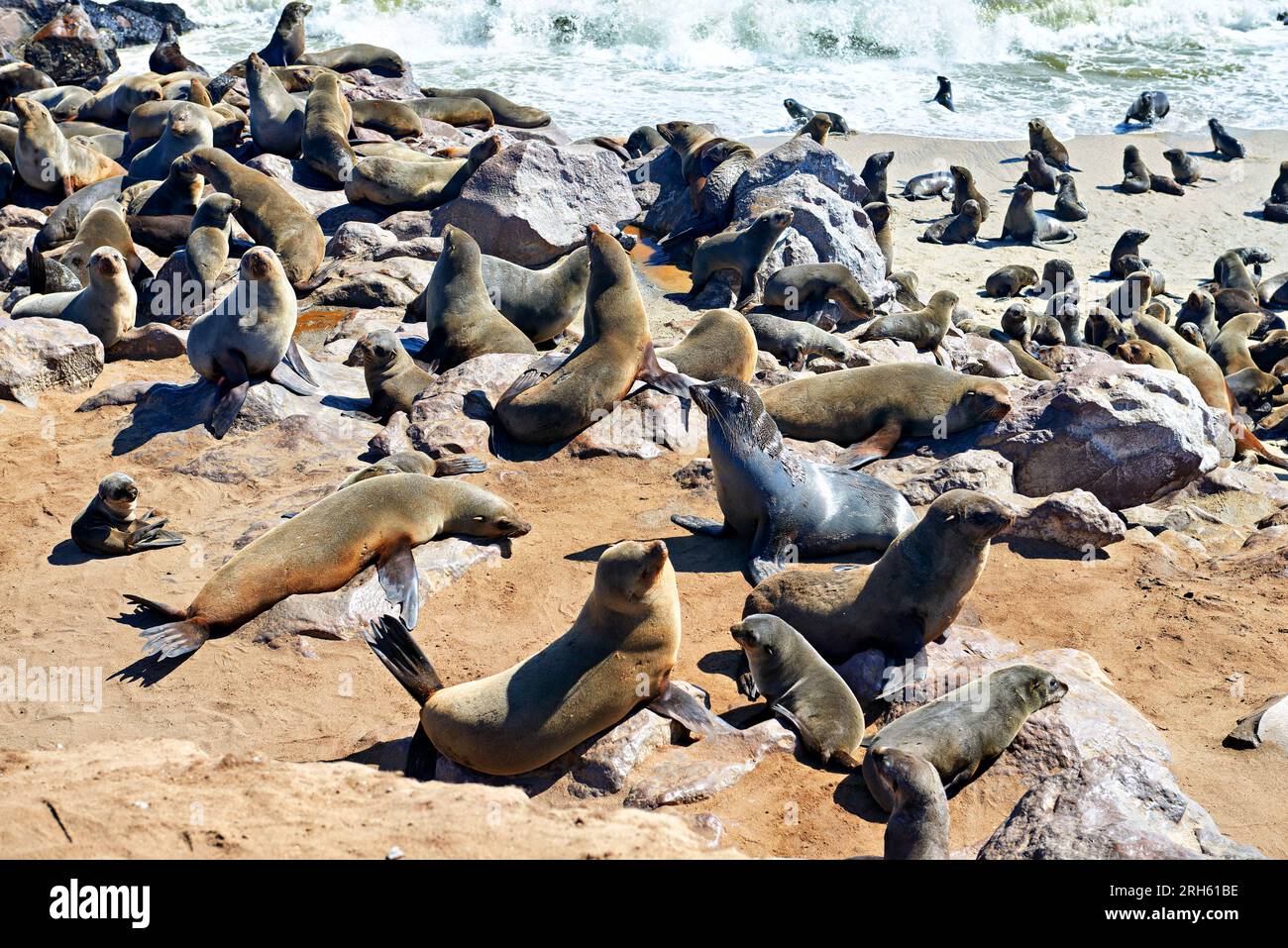 Seal beach ocean hi-res stock photography and images - Alamy