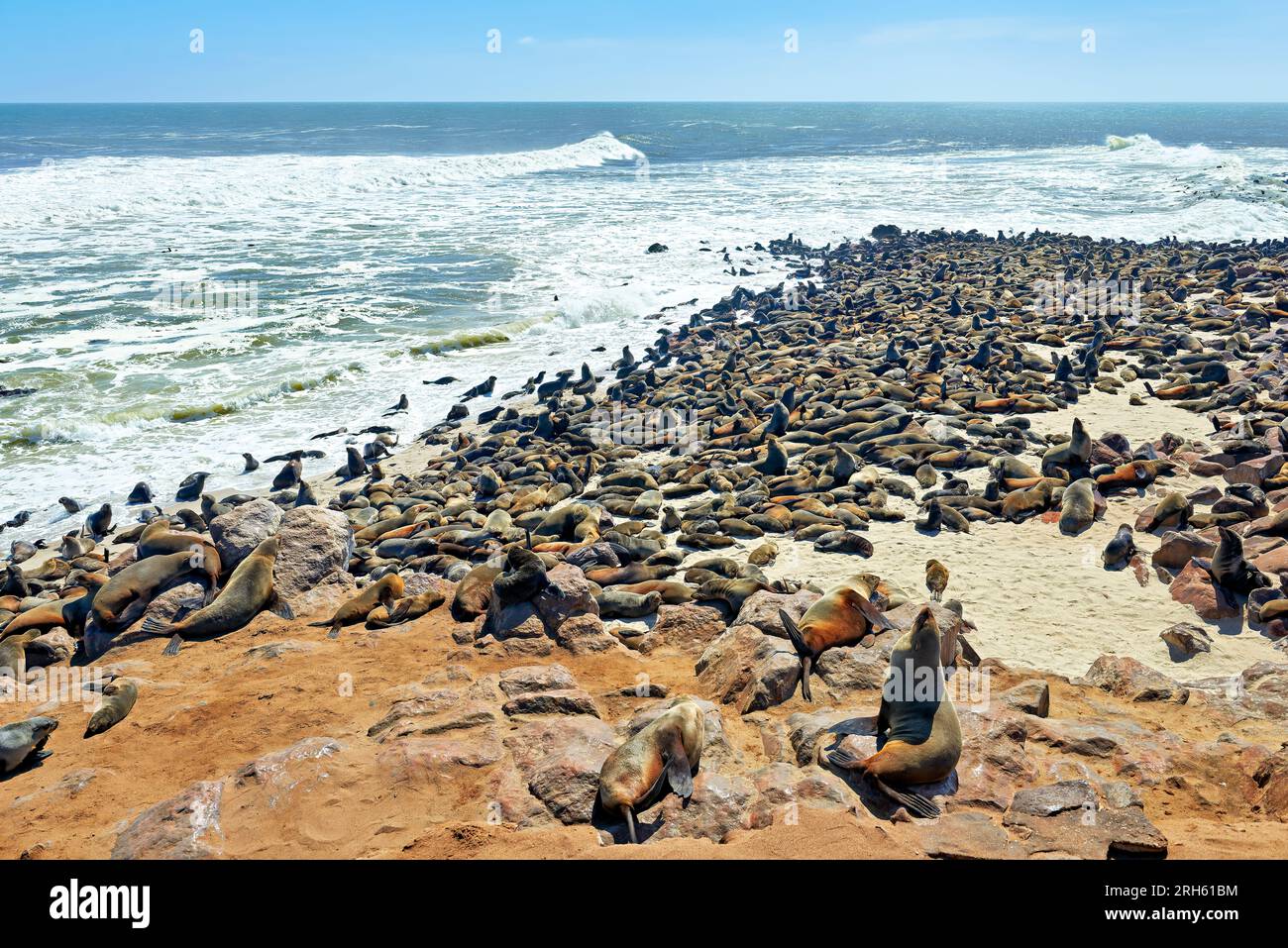Namibia. Skeleton Coast. Cape fur seal colony at Cape Cross Stock Photo ...
