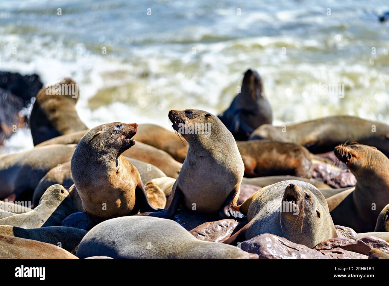 Namibia. Skeleton Coast. Cape fur seal colony at Cape Cross Stock Photo ...
