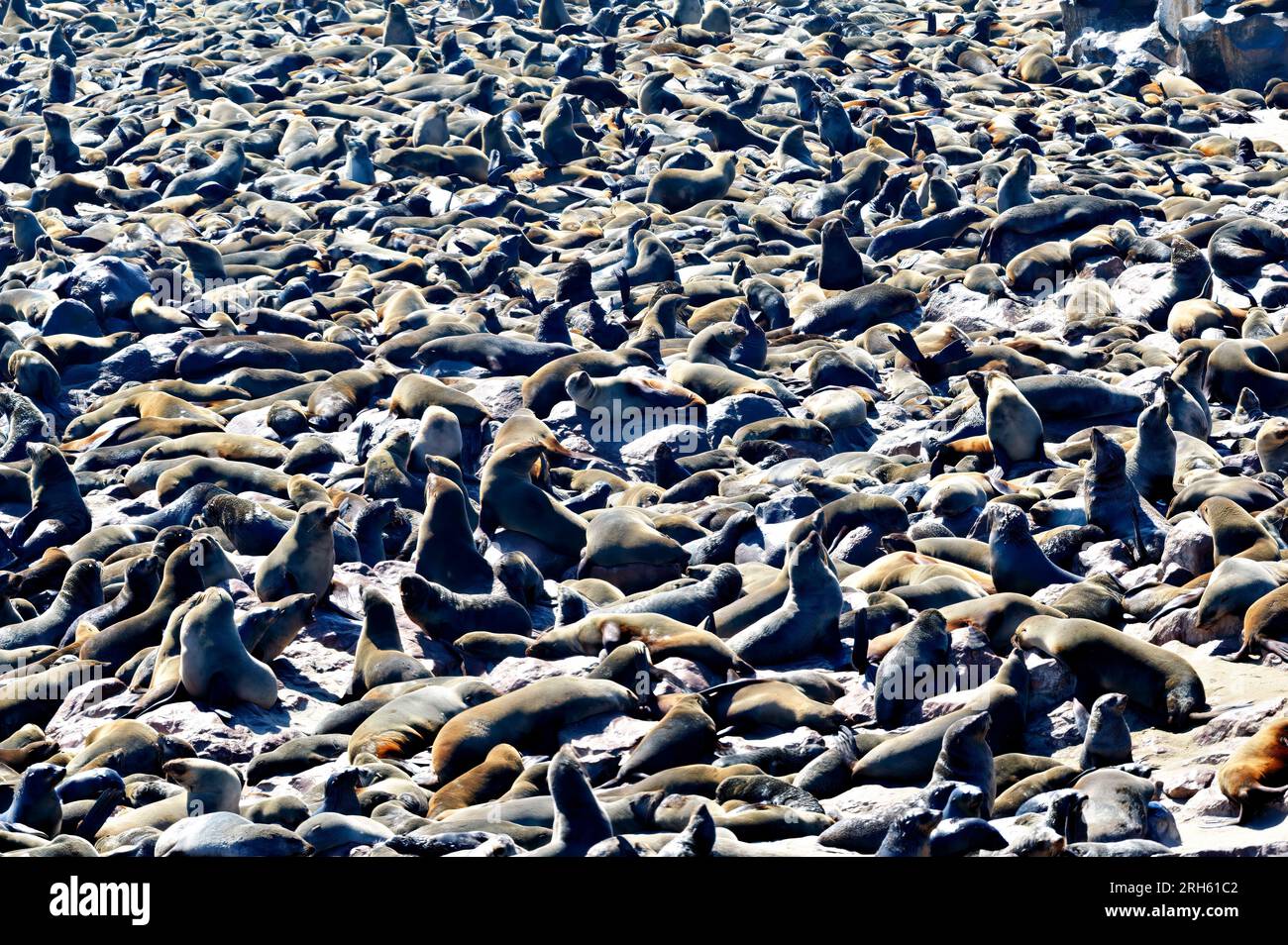Namibia. Skeleton Coast. Cape fur seal colony at Cape Cross Stock Photo ...