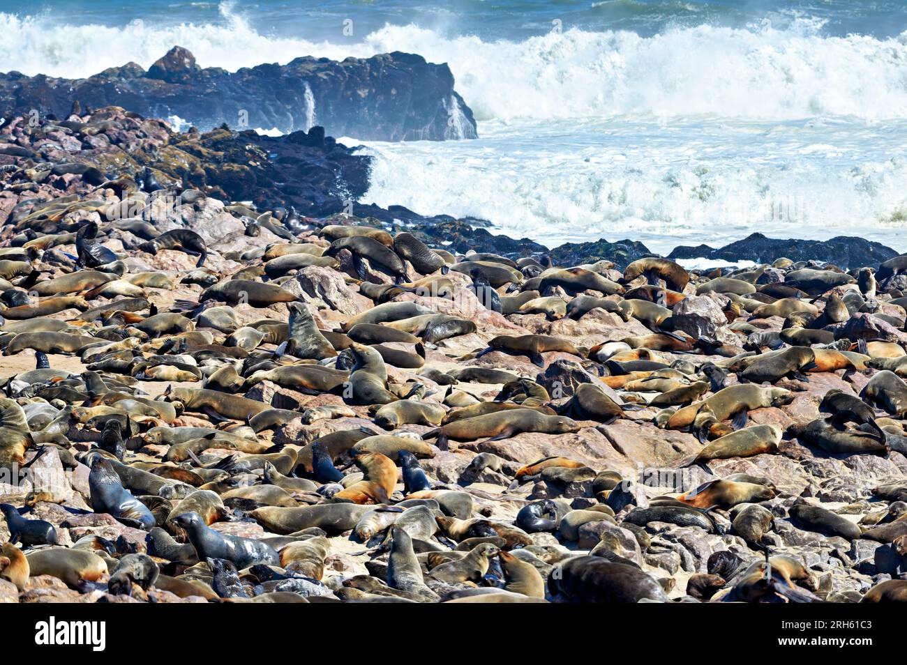 Namibia. Skeleton Coast. Cape fur seal colony at Cape Cross Stock Photo ...