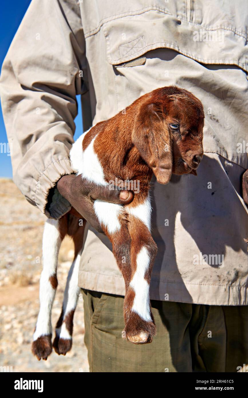 Goat namibia hi-res stock photography and images - Alamy