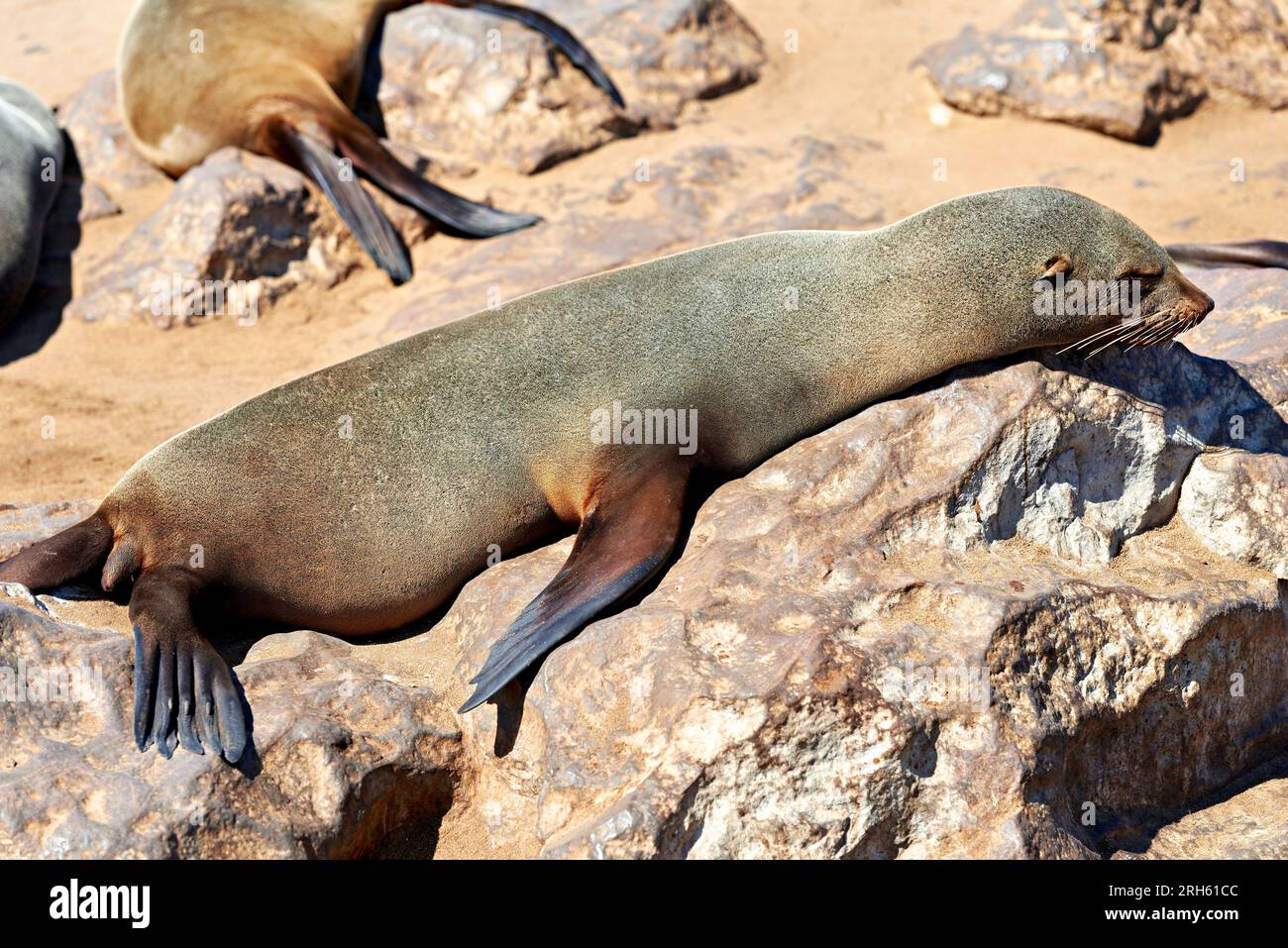 Seal skeleton hi-res stock photography and images - Alamy