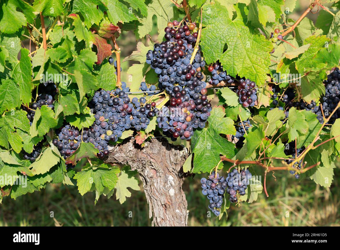 Rangs de vigne hi-res stock photography and images - Alamy