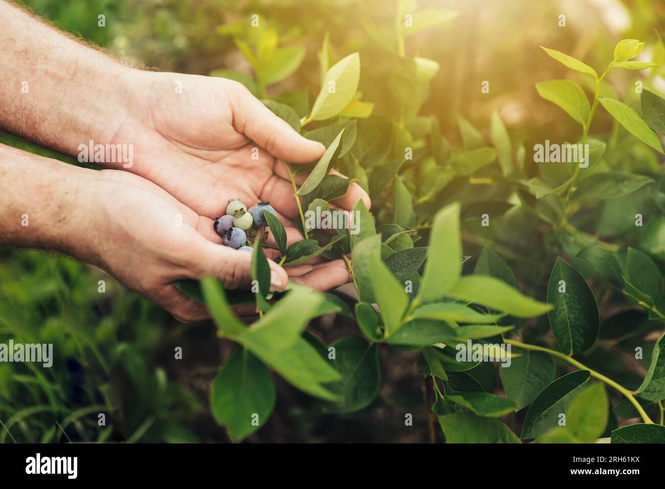 Male hand touching ripe blueberry hi-res stock photography and images ...