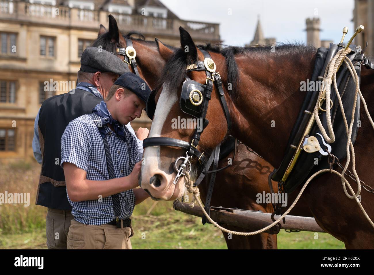 David Lawless and his son Toby prepare shire horses Bryn and Cosmo to harvest the wildflower ...