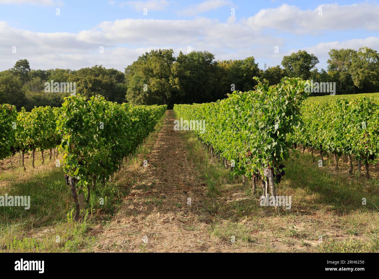 Pied de vignes hi-res stock photography and images - Alamy
