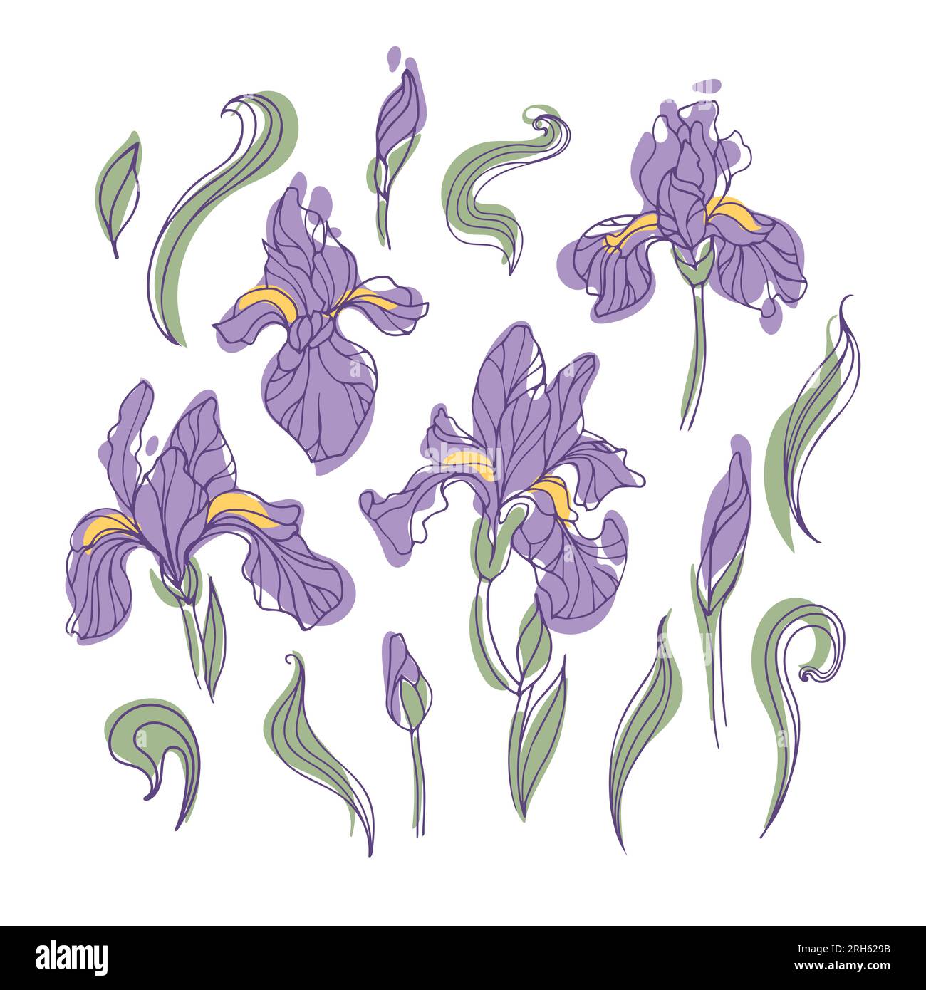 Set of modern bright iris flowers on a white background. Botanical ...