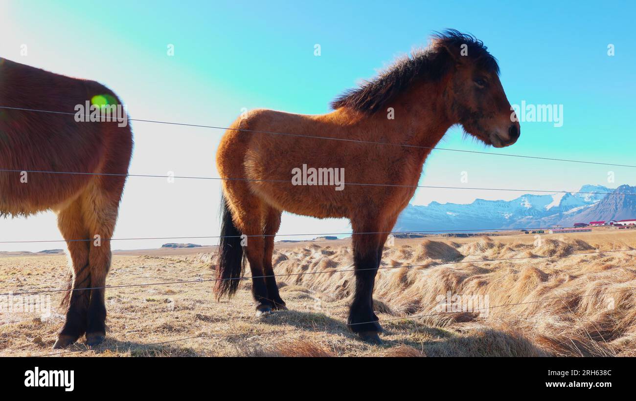 Nordic icelandic breed of horses in herd, walking around fields and ...