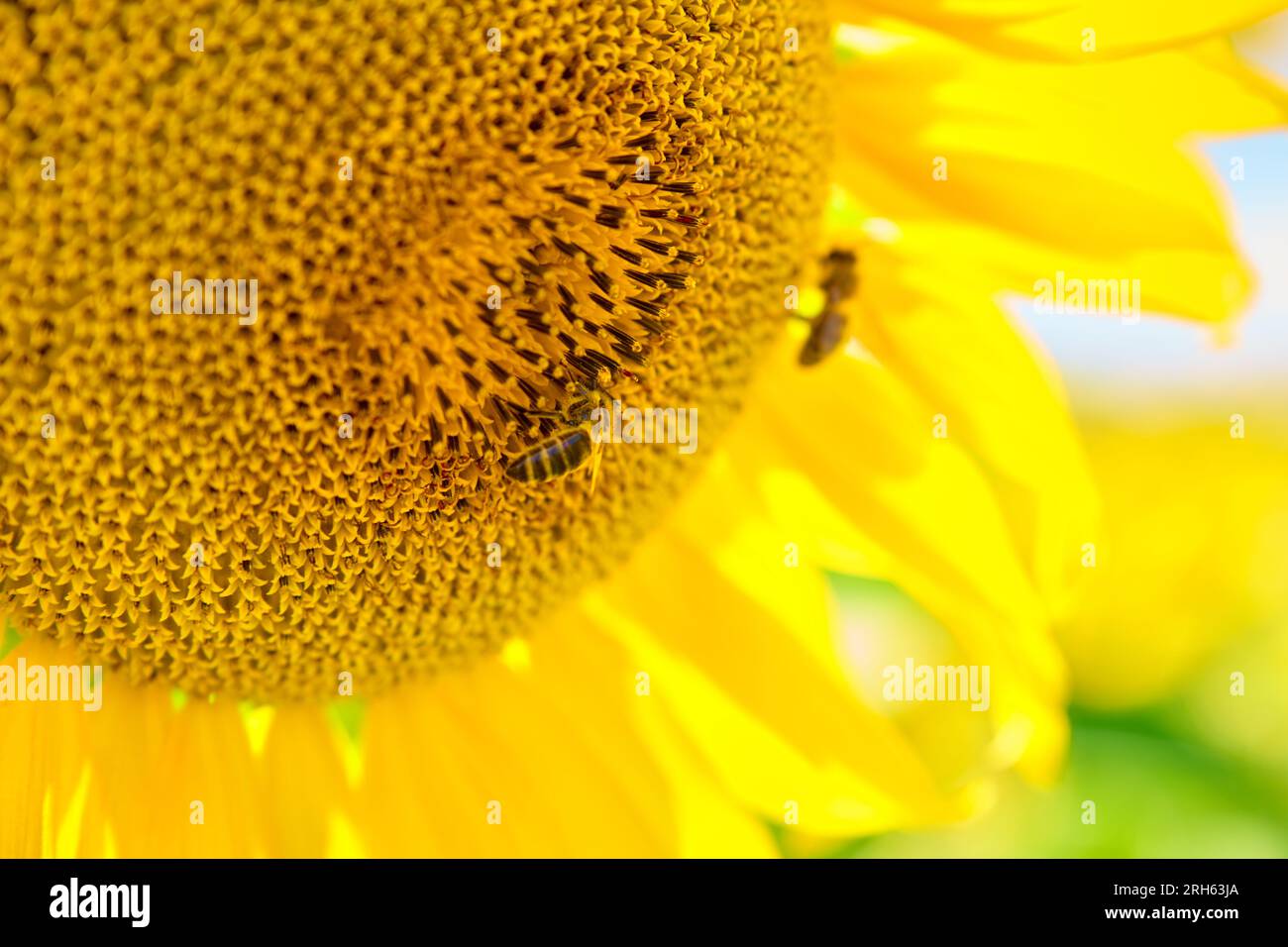 Sunflower with a honey bee. Blooming sunflowers field at summer day ...