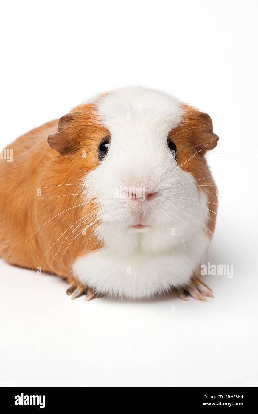 Single cute guinea Pig on white background close up looking into camera ...