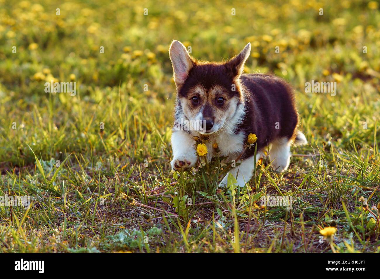 Amazing small Pembroke Welsh Corgi puppy with big loveable ears walking ...