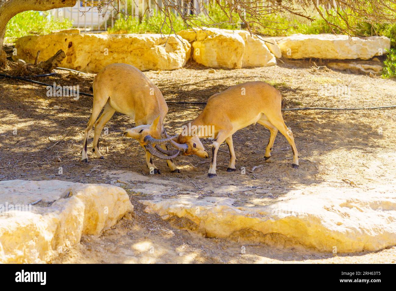 View of two young Nubian Ibex testing each other, in Sde Boker, the ...