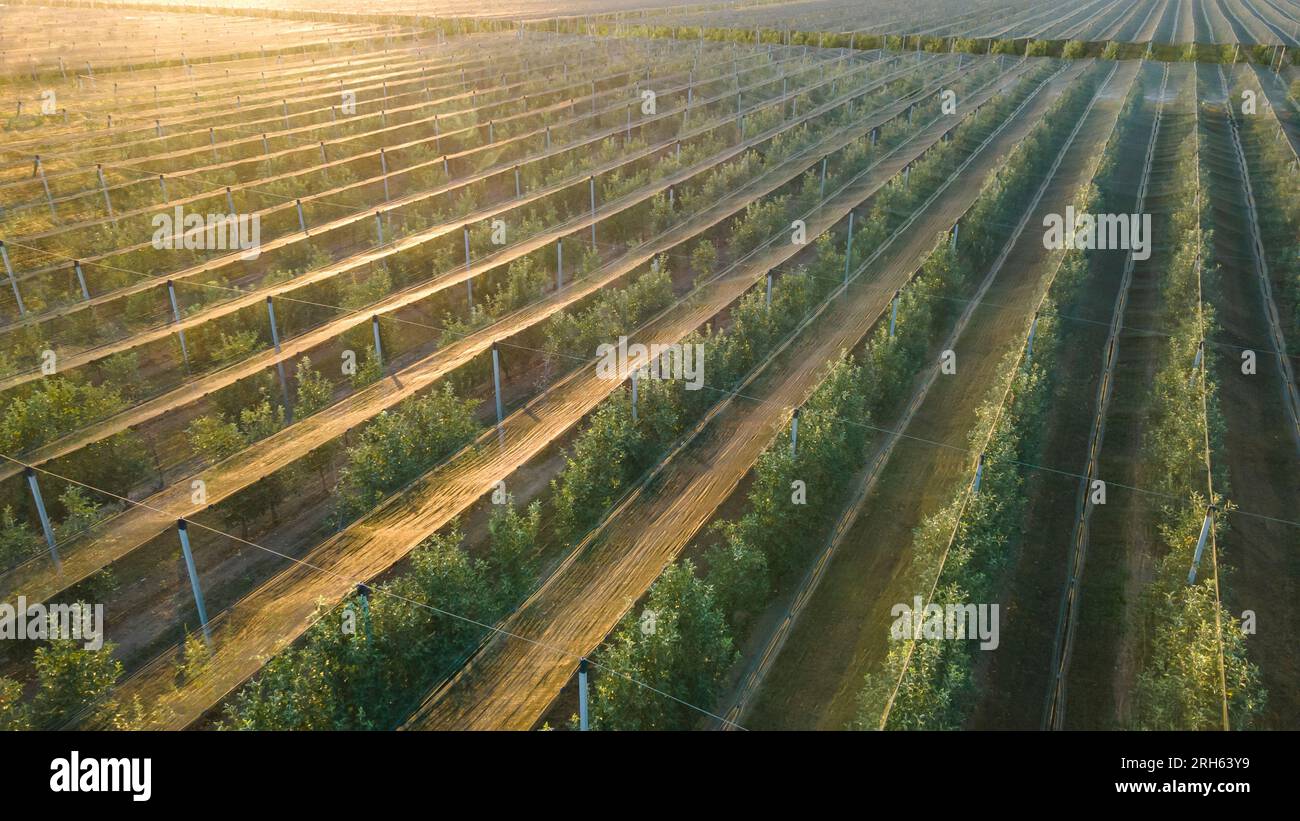 Plantation of selective apple trees. Sunset lighting Stock Photo - Alamy