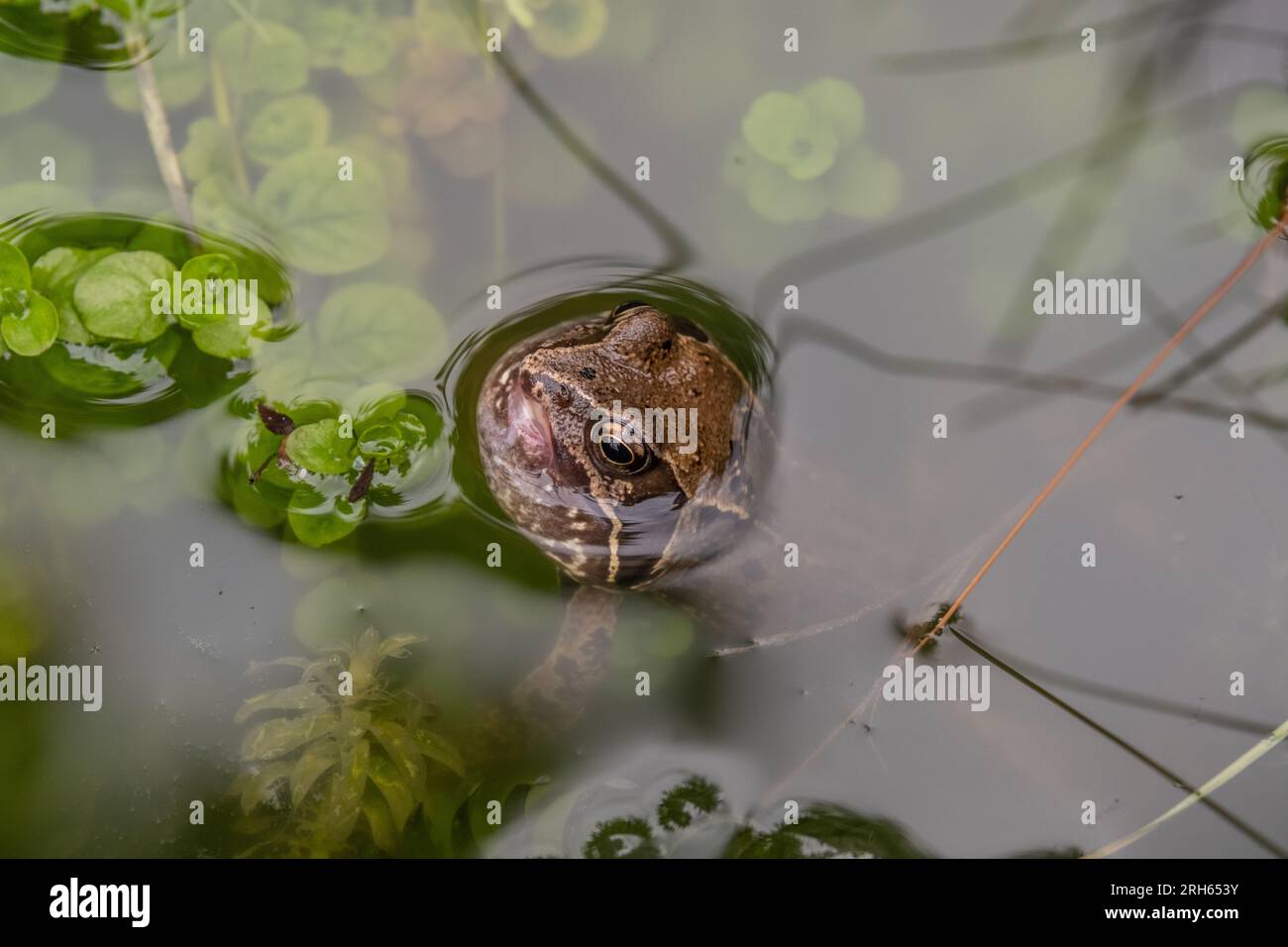 Frog in Pond Stock Photo - Alamy