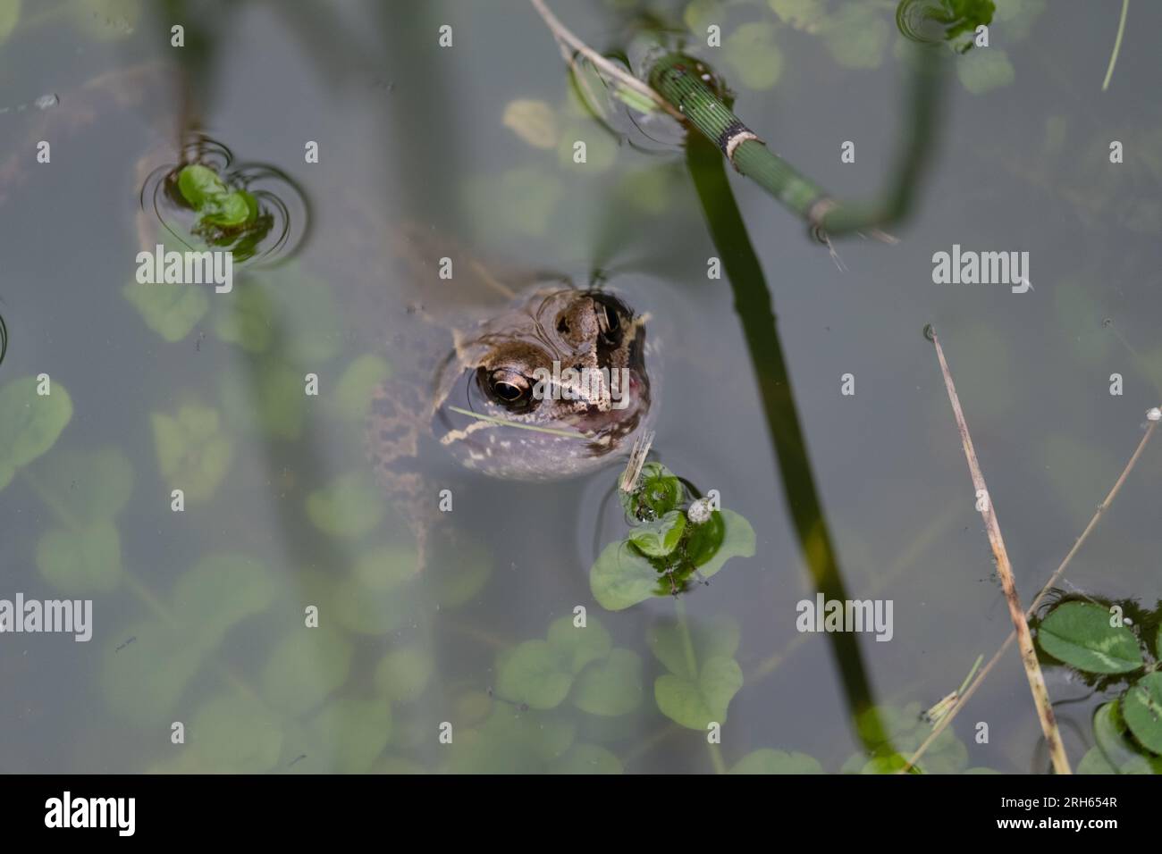 Frog in Pond Stock Photo - Alamy