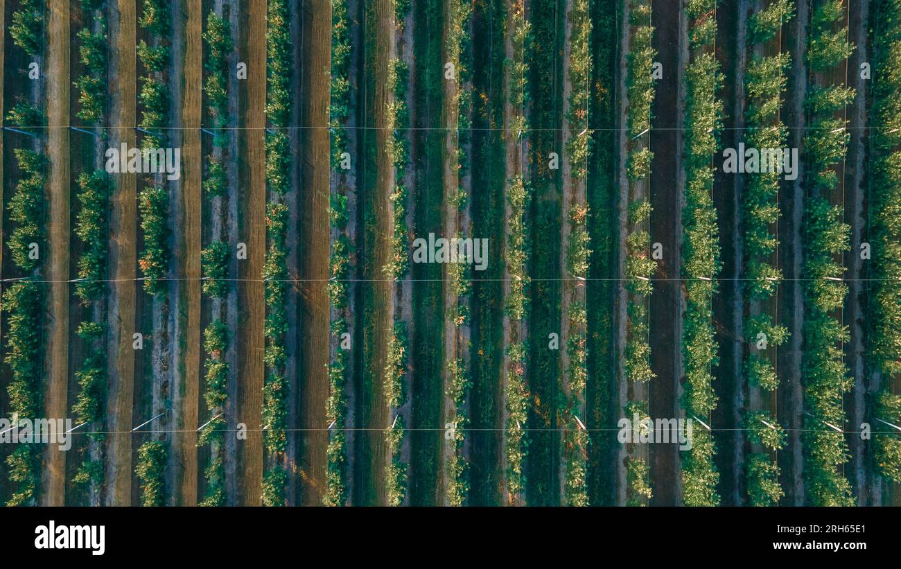 Agriculture young fruit trees hi-res stock photography and images - Alamy