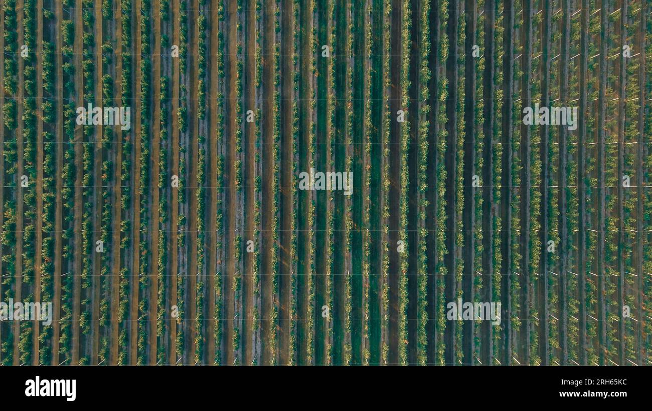 Orchard plantation hi-res stock photography and images - Alamy