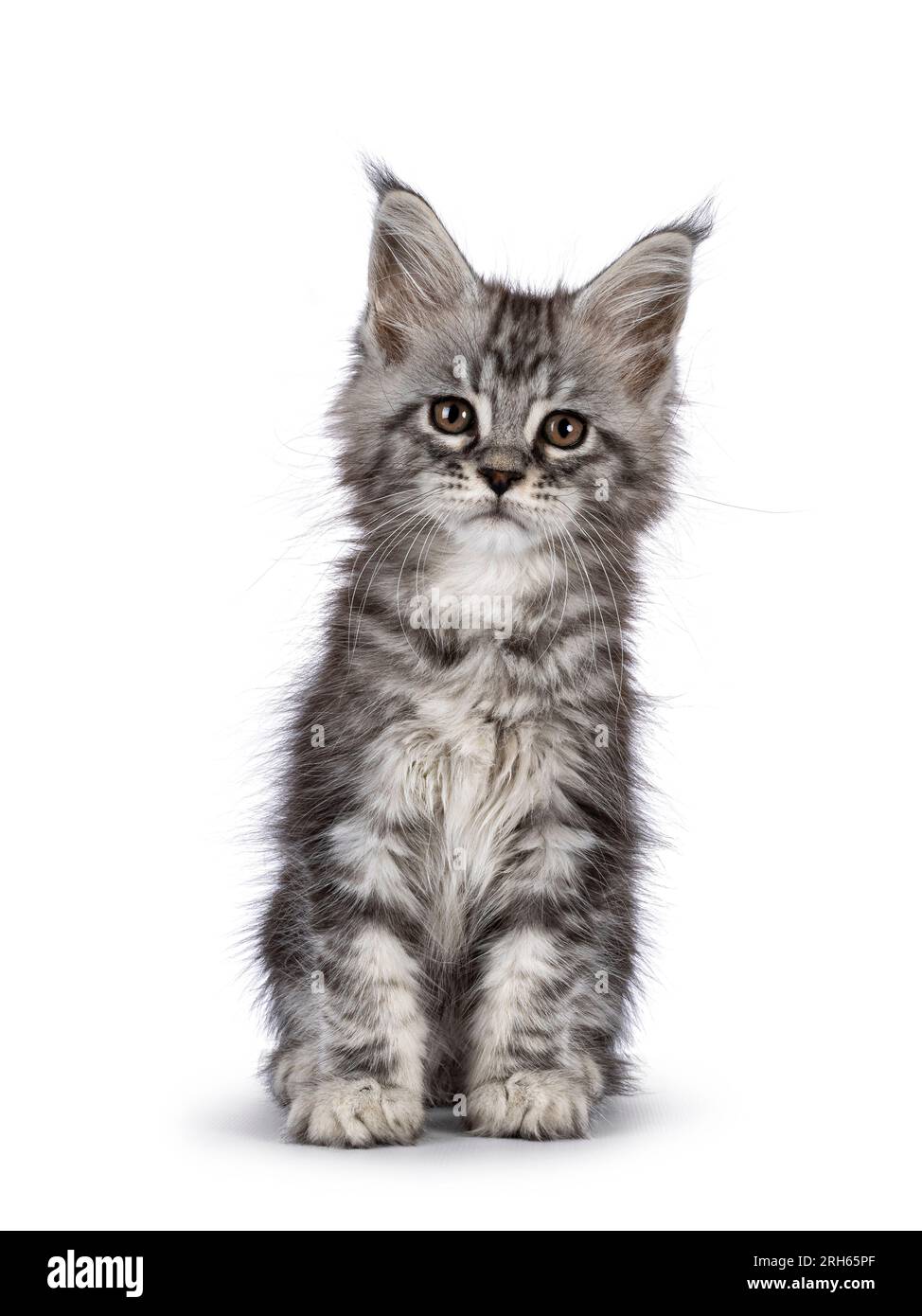 Cute silver gray cat kitten, sitting up facing front. Looking towards ...