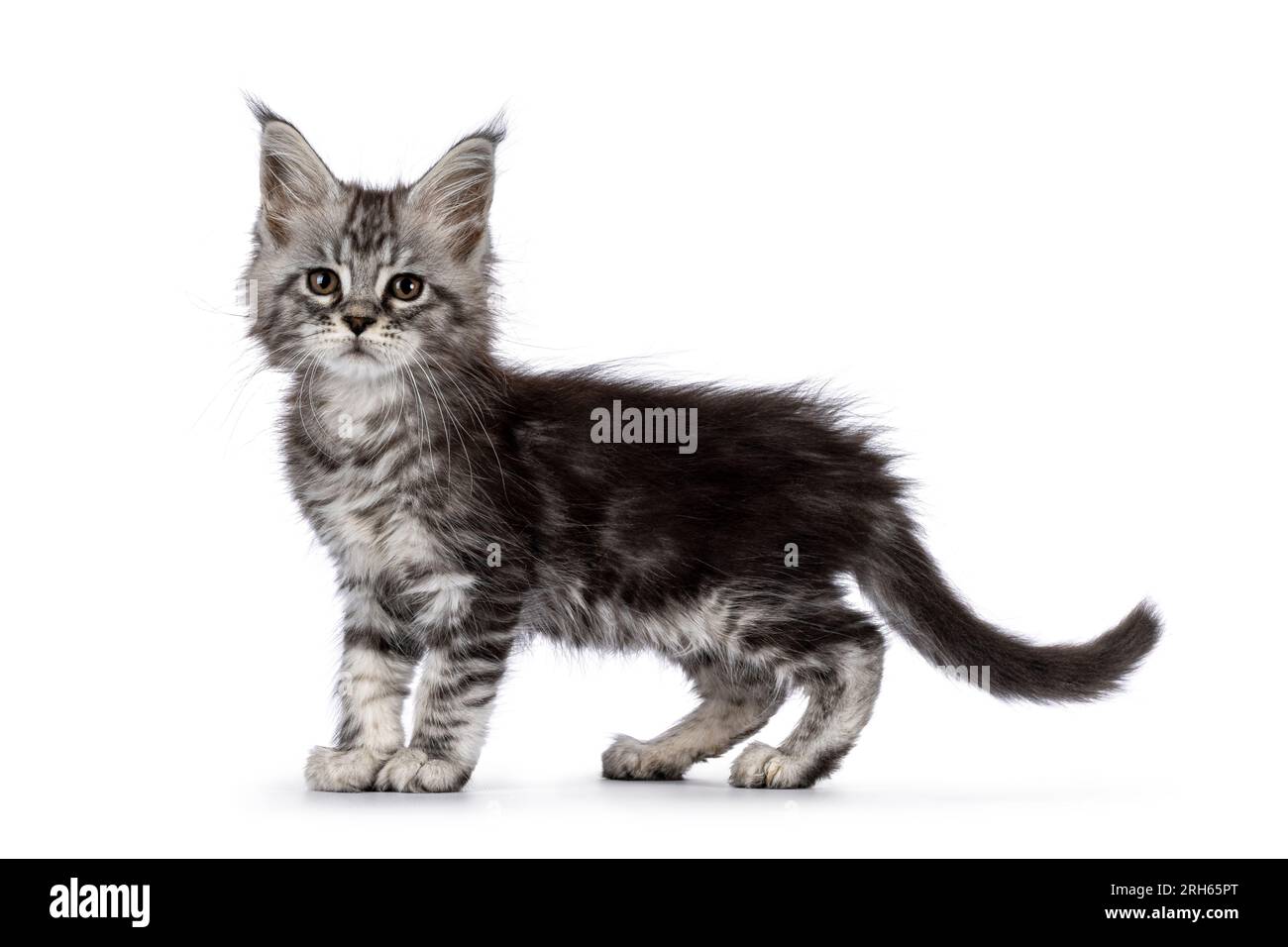 Cute silver gray cat kitten, standing up side ways. Looking towards ...