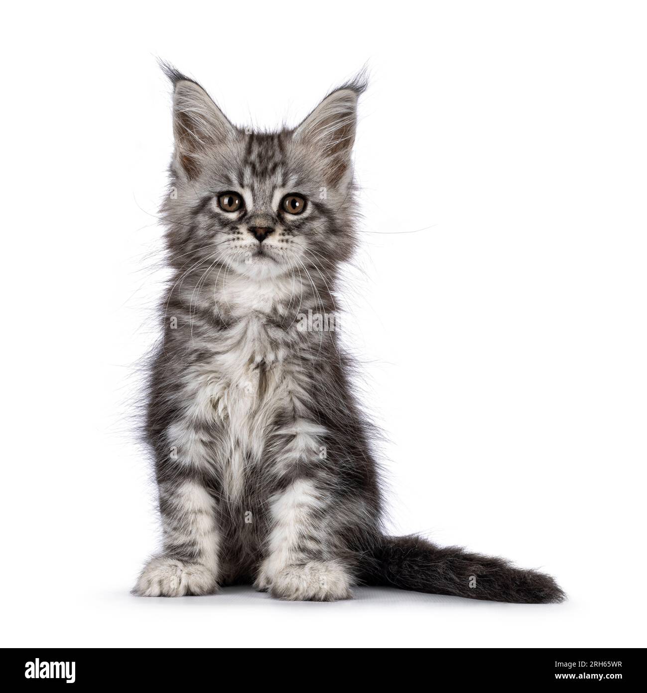 Cute silver gray cat kitten, sitting up facing front. Looking towards ...