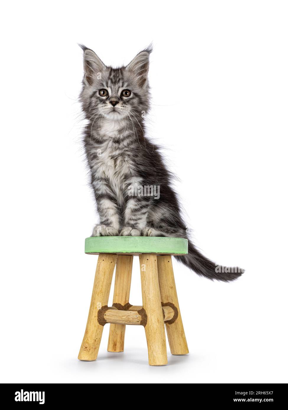 Cute silver gray cat kitten, sitting facing front on little stool ...