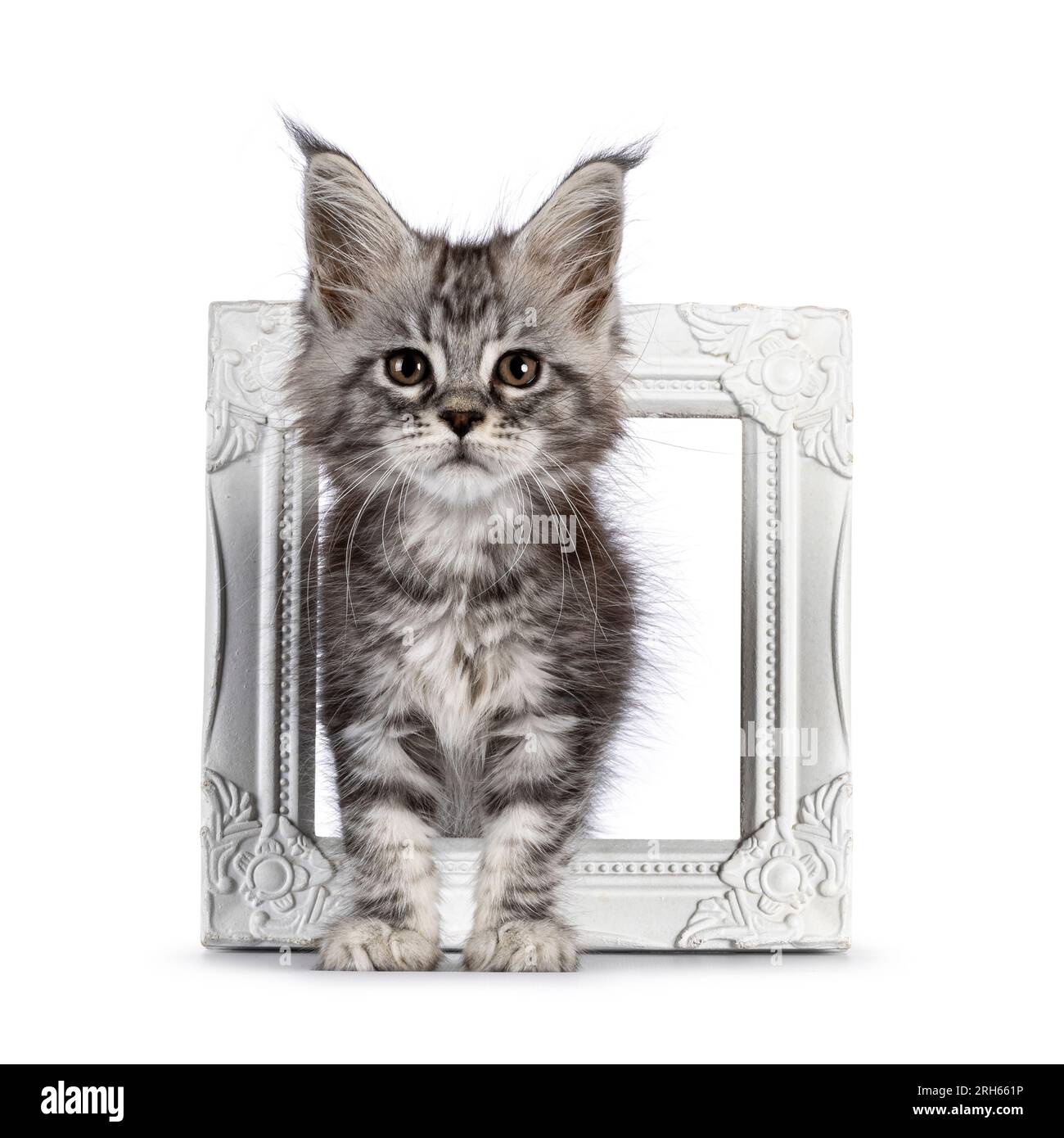 Cute silver gray cat kitten, standing through empty white picture frame ...