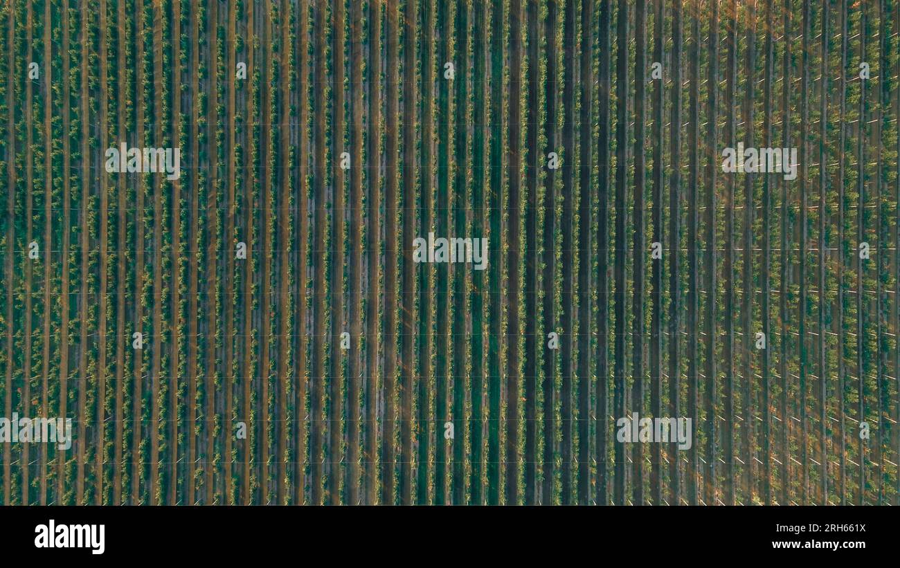 Part of a fruit tree plantation. Top view Stock Photo - Alamy
