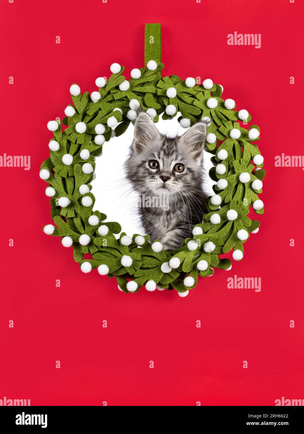 Cute silver gray cat kitten, head through fake mistletoe wrath. Looking ...