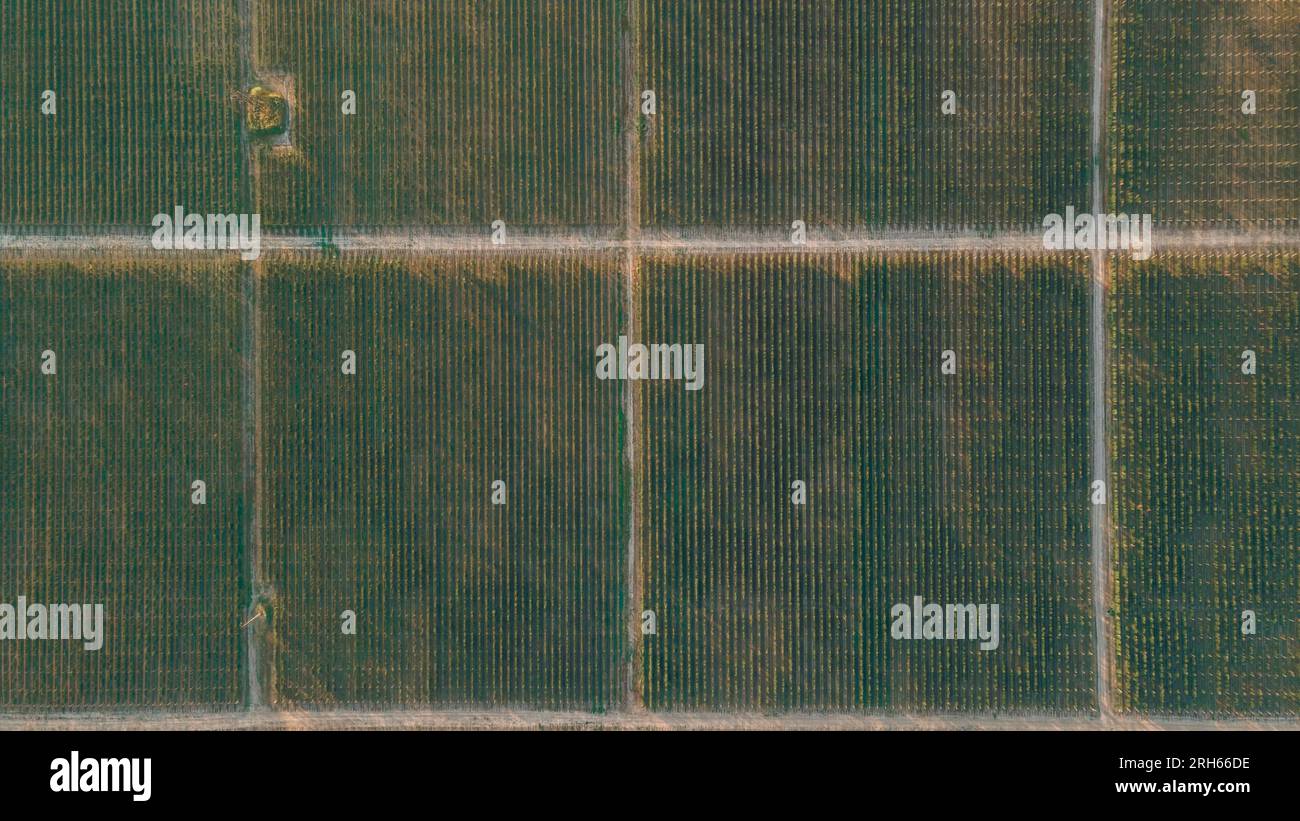 A large plantation of fruit trees. Top view Stock Photo - Alamy