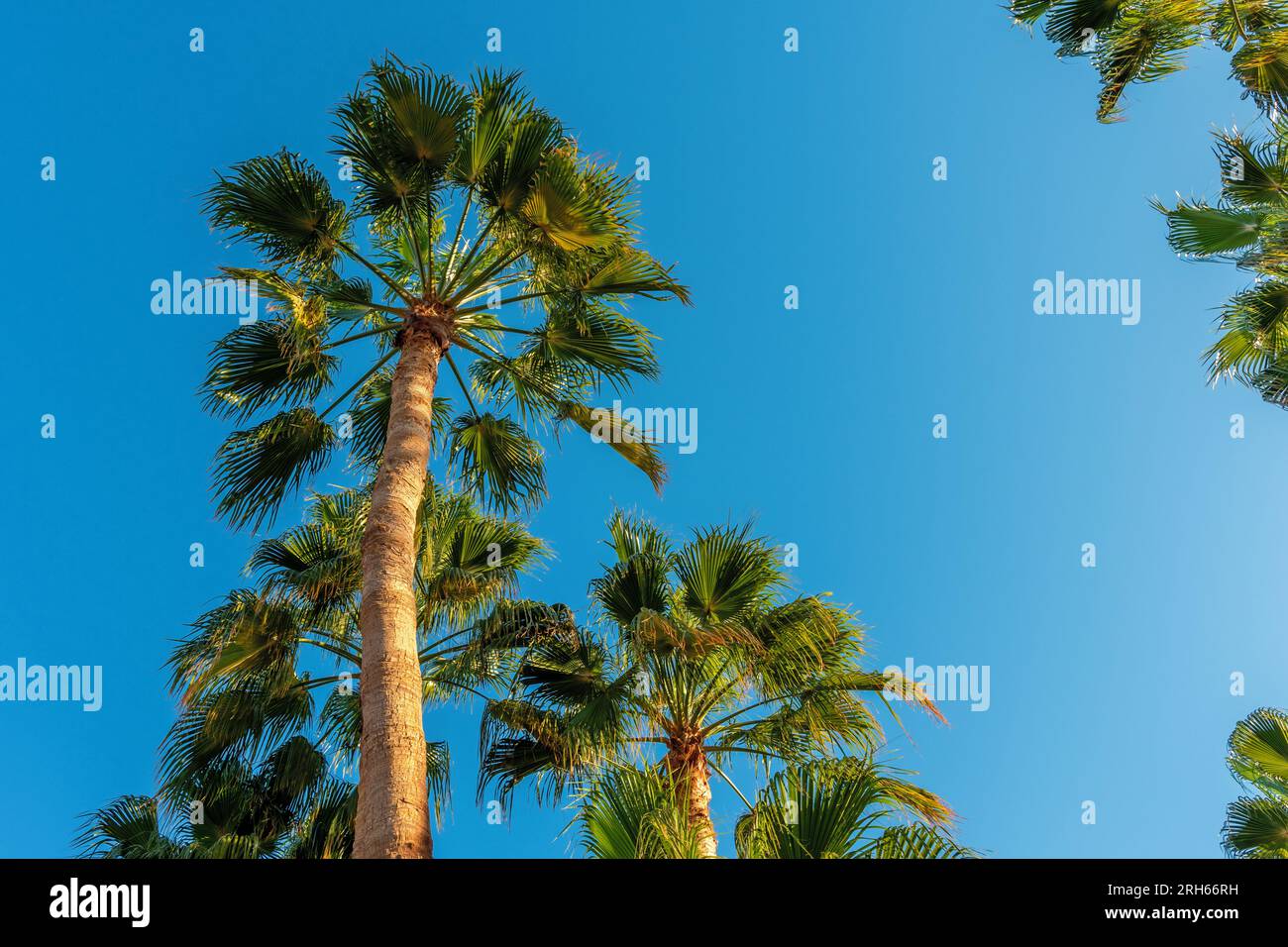 Palm trees on beautiful blue hi-res stock photography and images - Alamy
